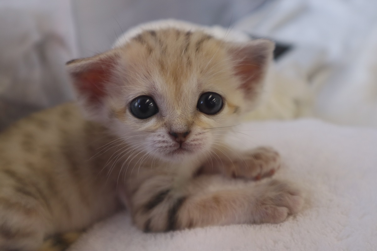 スナネコの赤ちゃんに会える！那須どうぶつ王国の新しい仲間たち - たびハピ