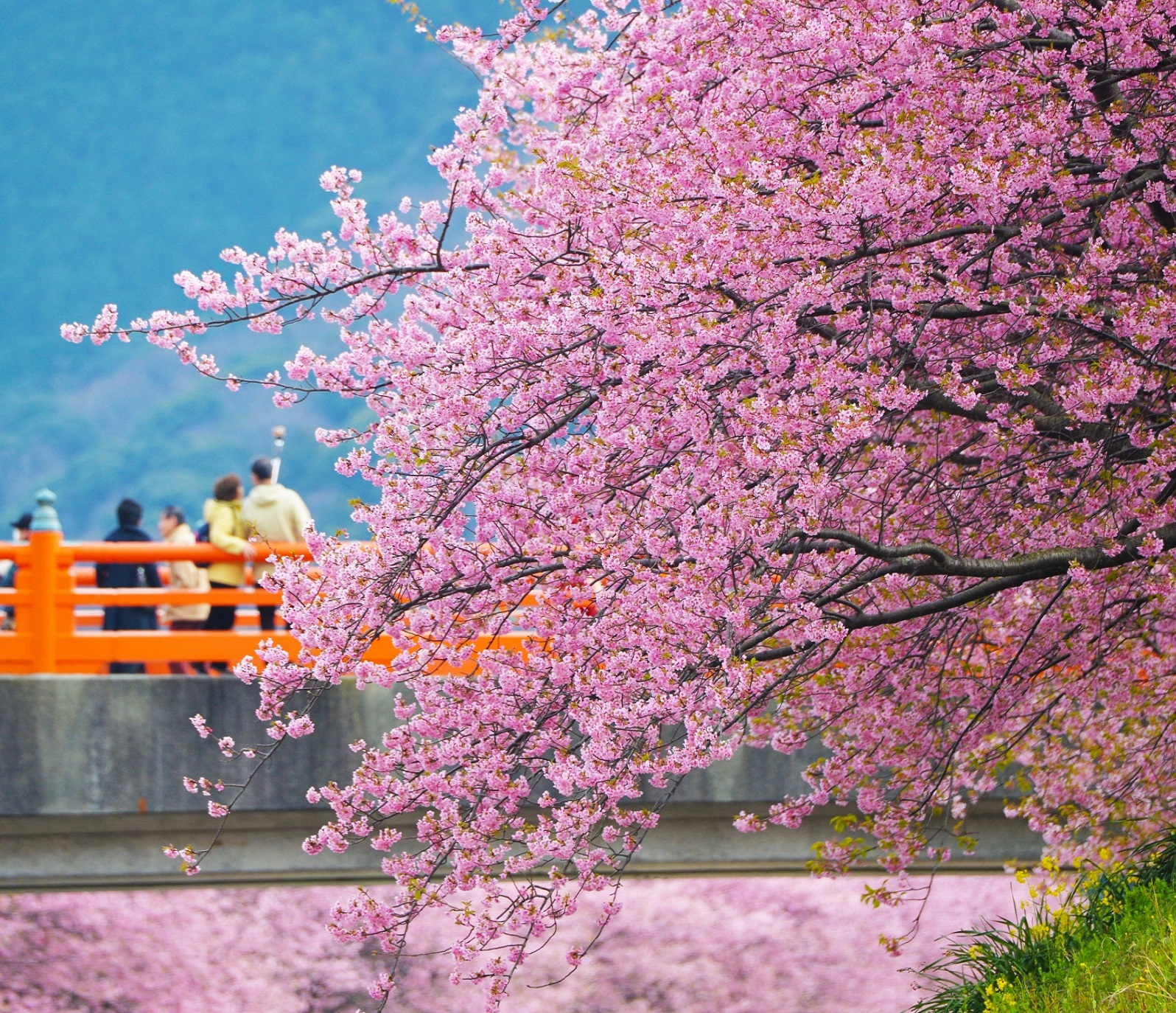 河津さくら祭り2023開花はいつ？屋台やライトアップ見どころを徹底紹介※3月3日更新 - たびハピ